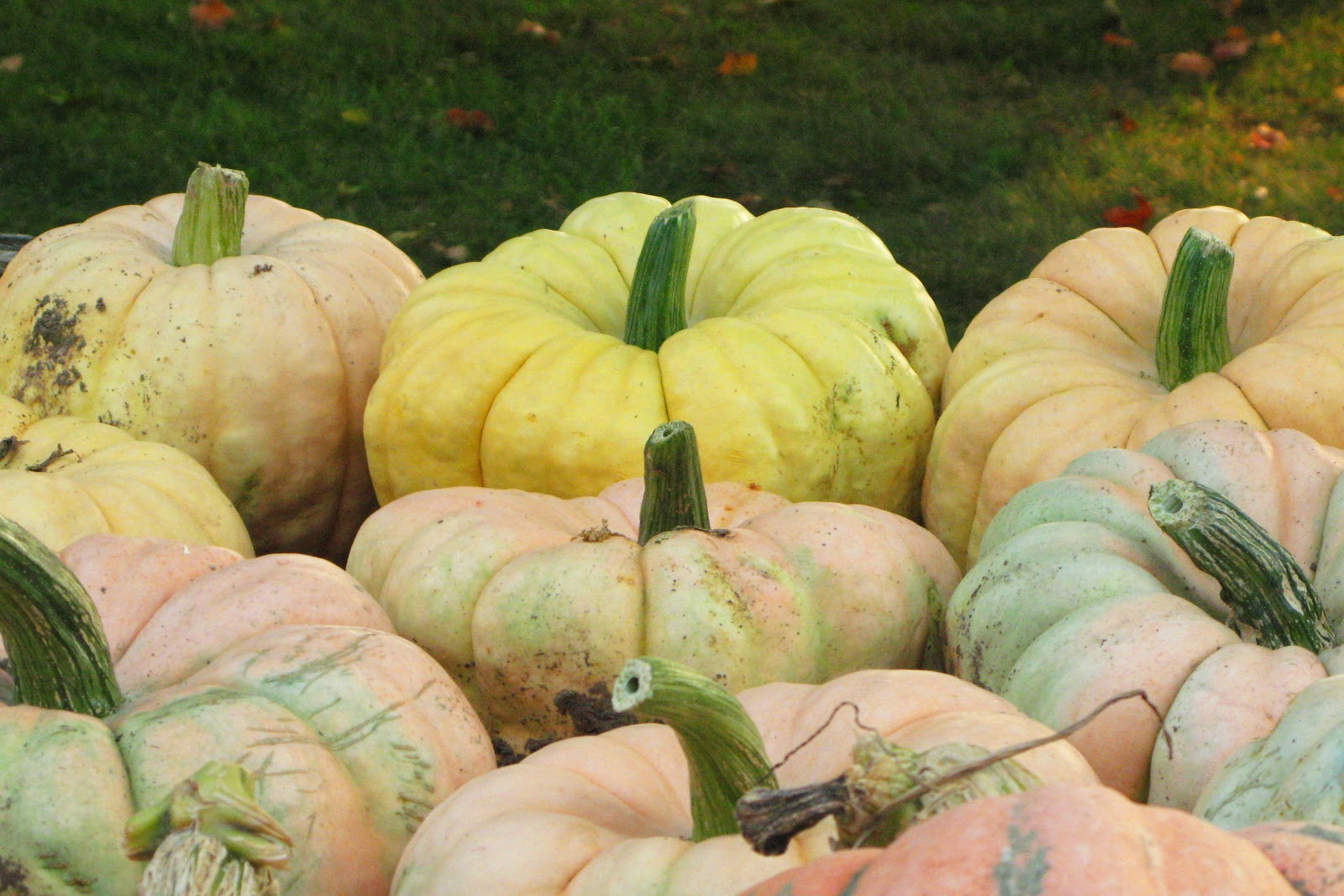Just*Grand: Pumpkins Galore!