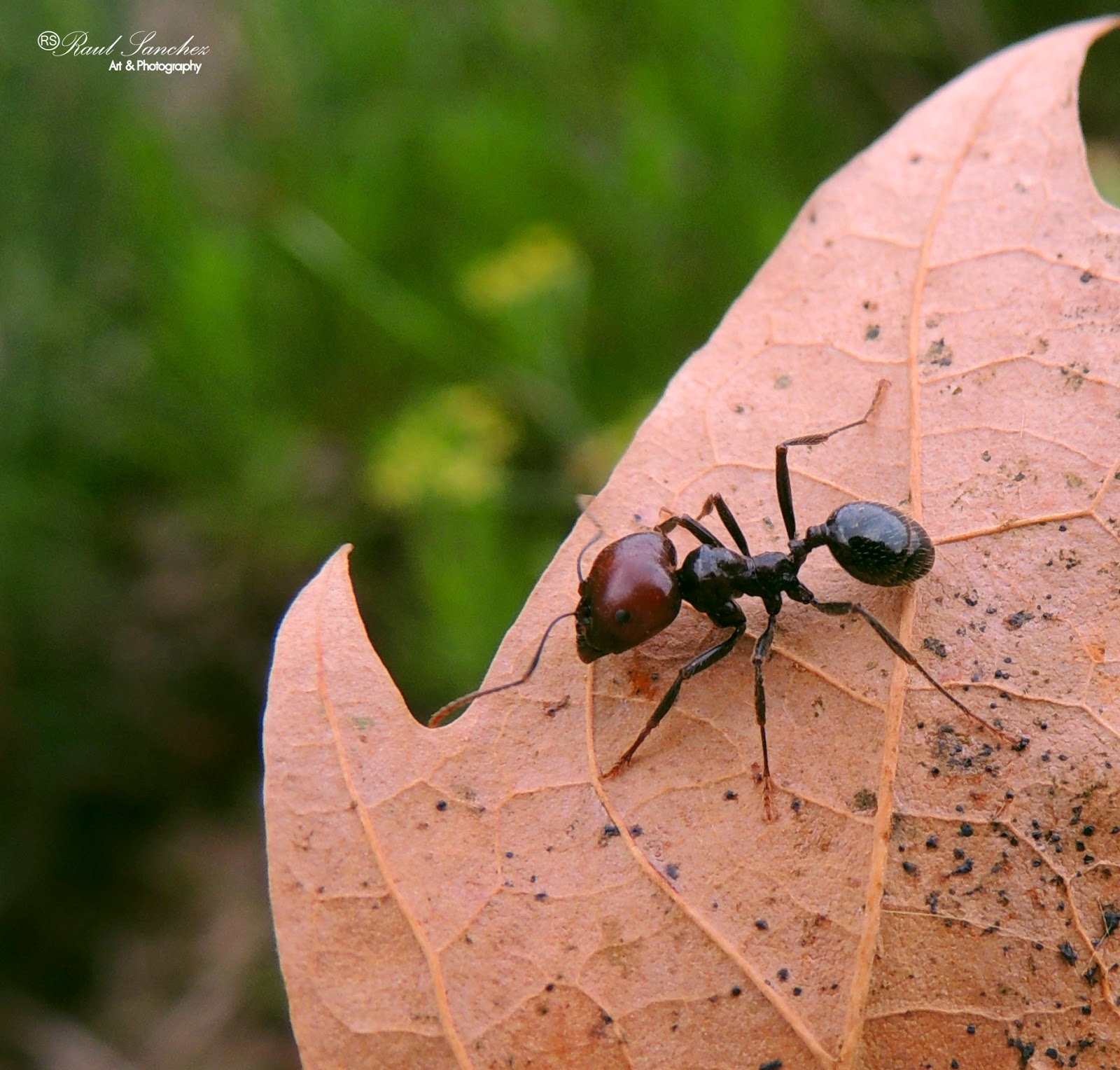 Naturaleza Viva : Hormiga (formícidos (Formicidae))