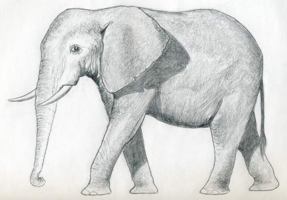 Pencil Drawings Elephants - pencildrawing2019