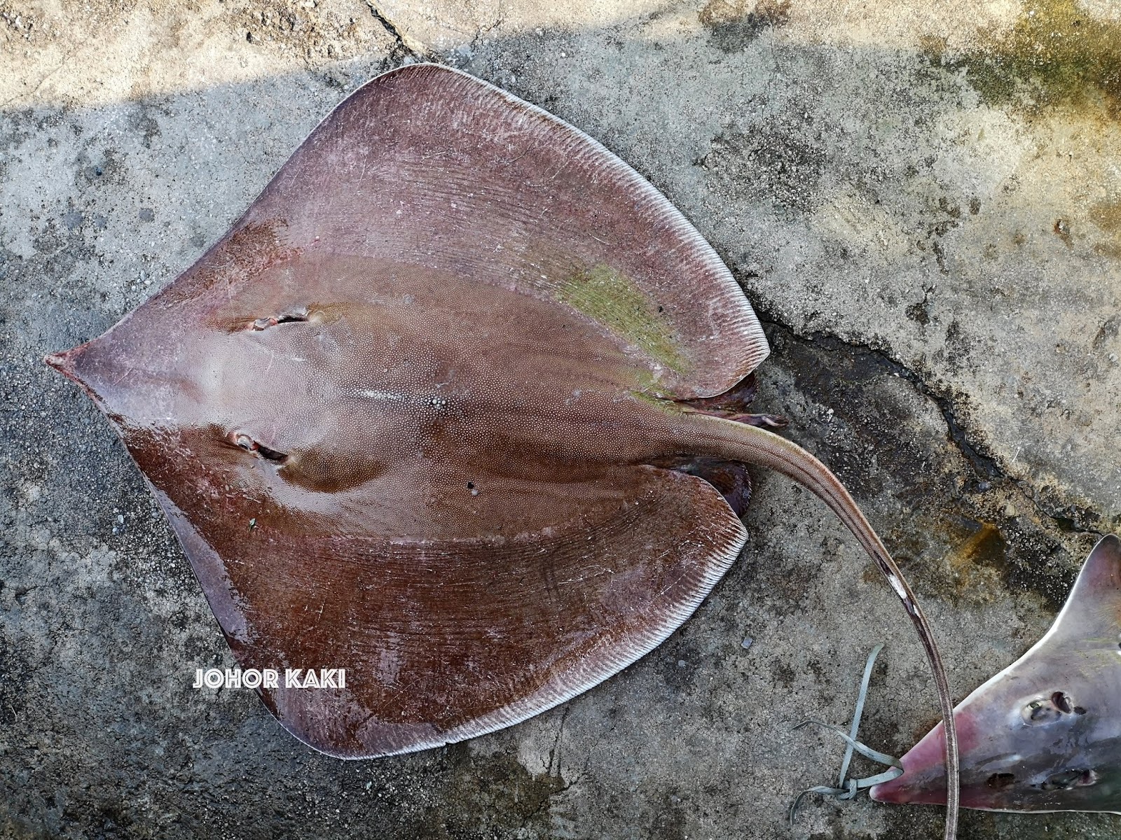 Pontian Wholesale Fish Market Update 2018 |Tony Johor Kaki Travels for ...