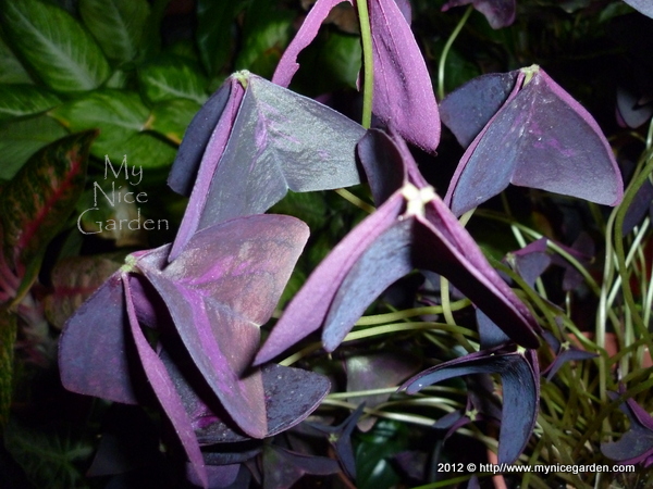 My Nice Garden: Purple Shamrock - Oxalis regnellii 'Atropurpurea' aka ...