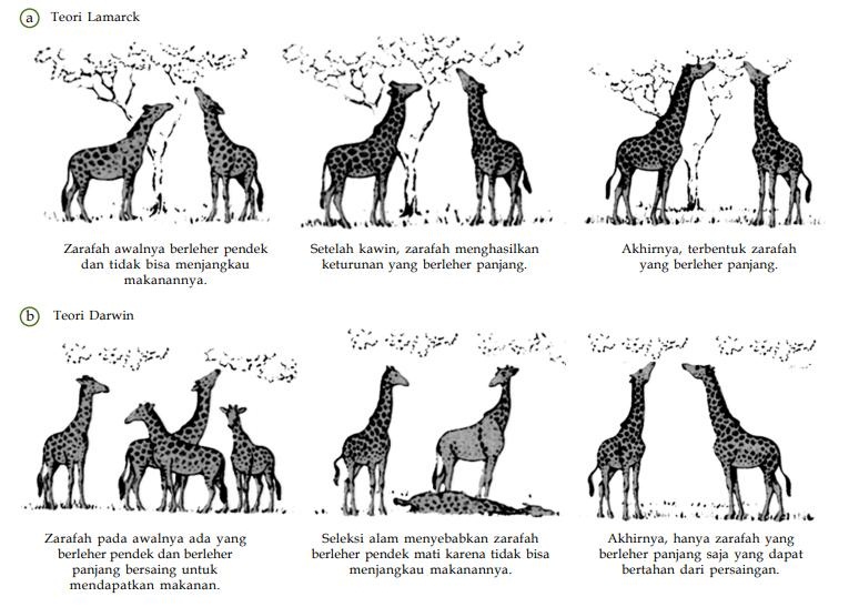 Teori Evolusi Menurut Para Ahli - Pustaka Belajar