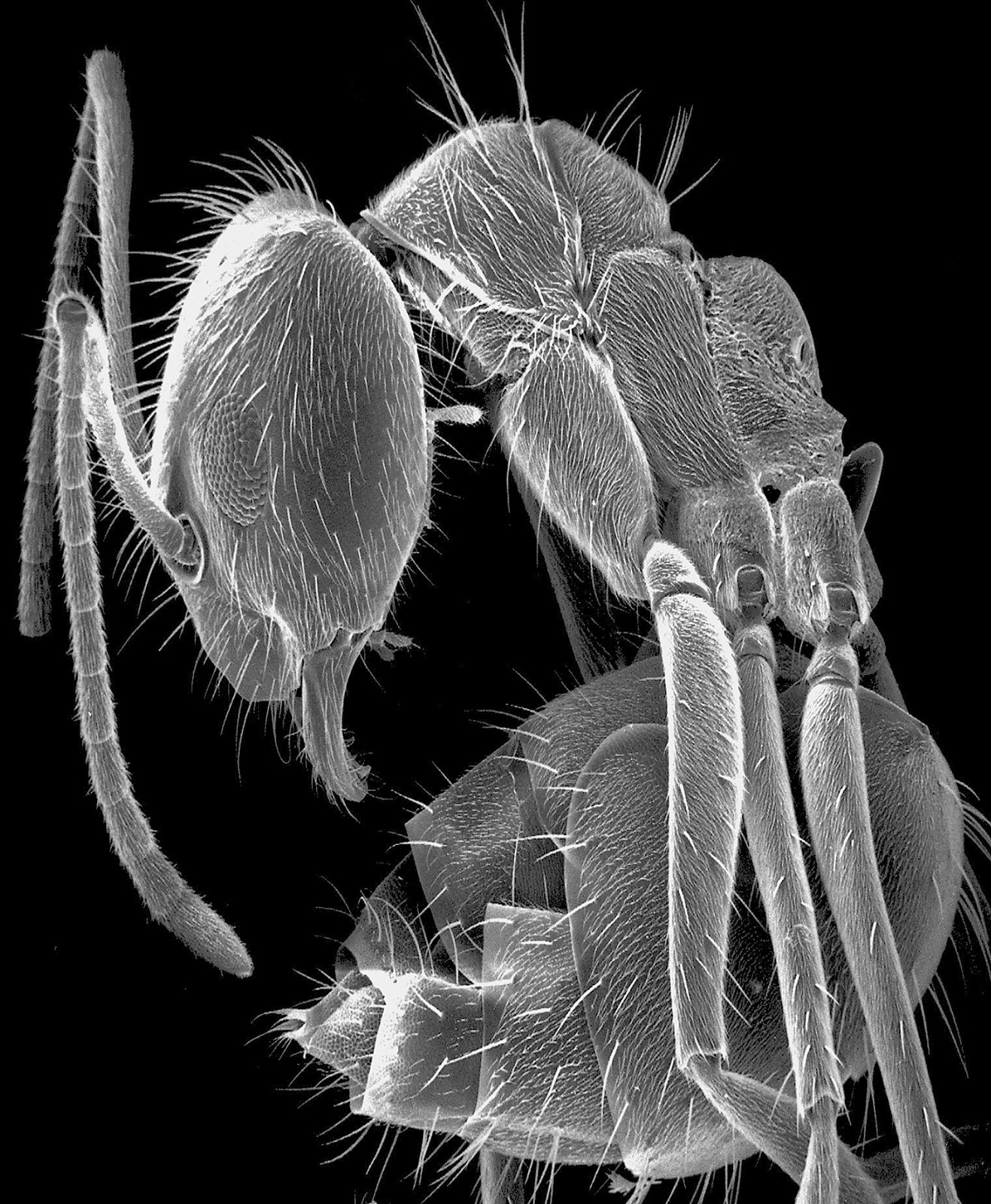 UPNE Blog: You've Never Seen Insects This Way Before