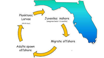 Aquaculture G10: GROUPER LIFE CYCLE & SYSTEM