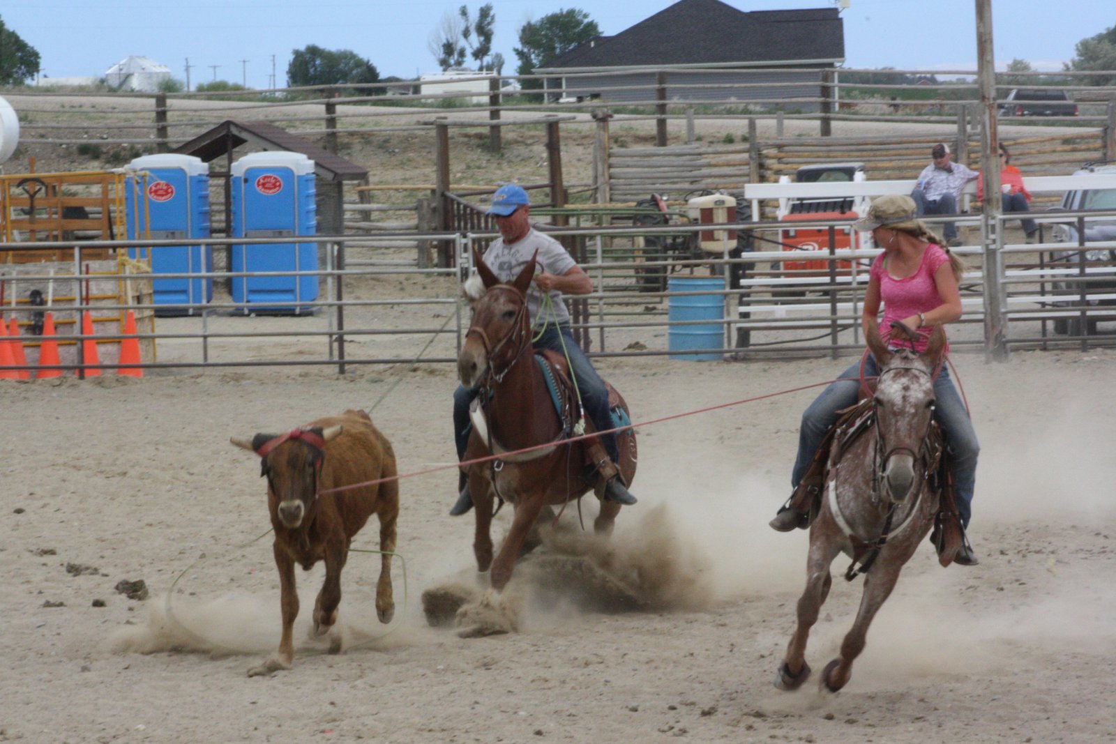 PairADice Mules: Team Roping Jake Clark's