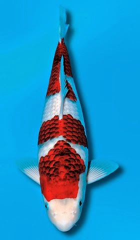 Susur Galur Varieti Ikan Koi ~ Anjung Laman