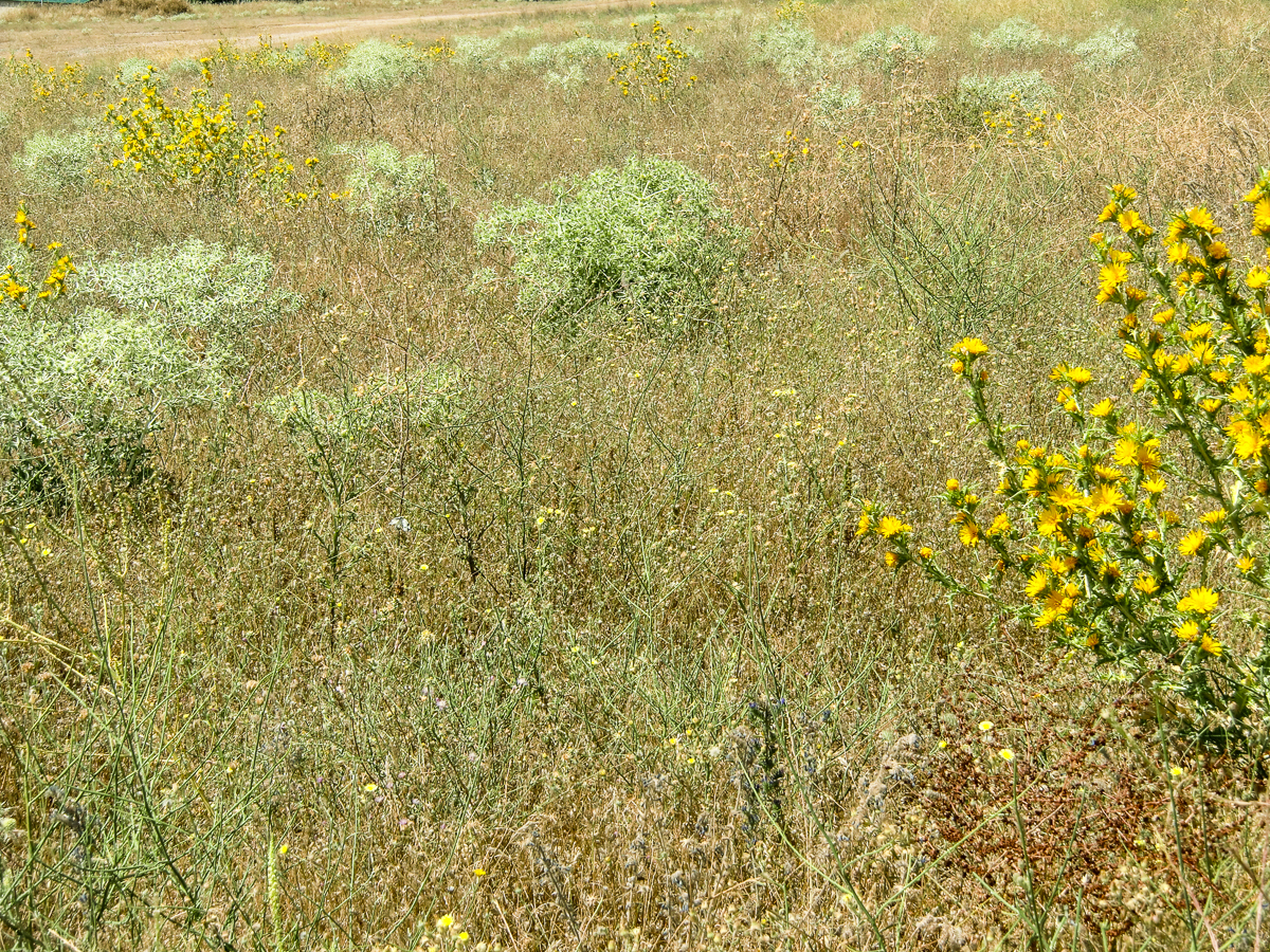 Plantas de Huerta Otea, Salamanca: Cardillo, cardo de olla, tagarnina ...