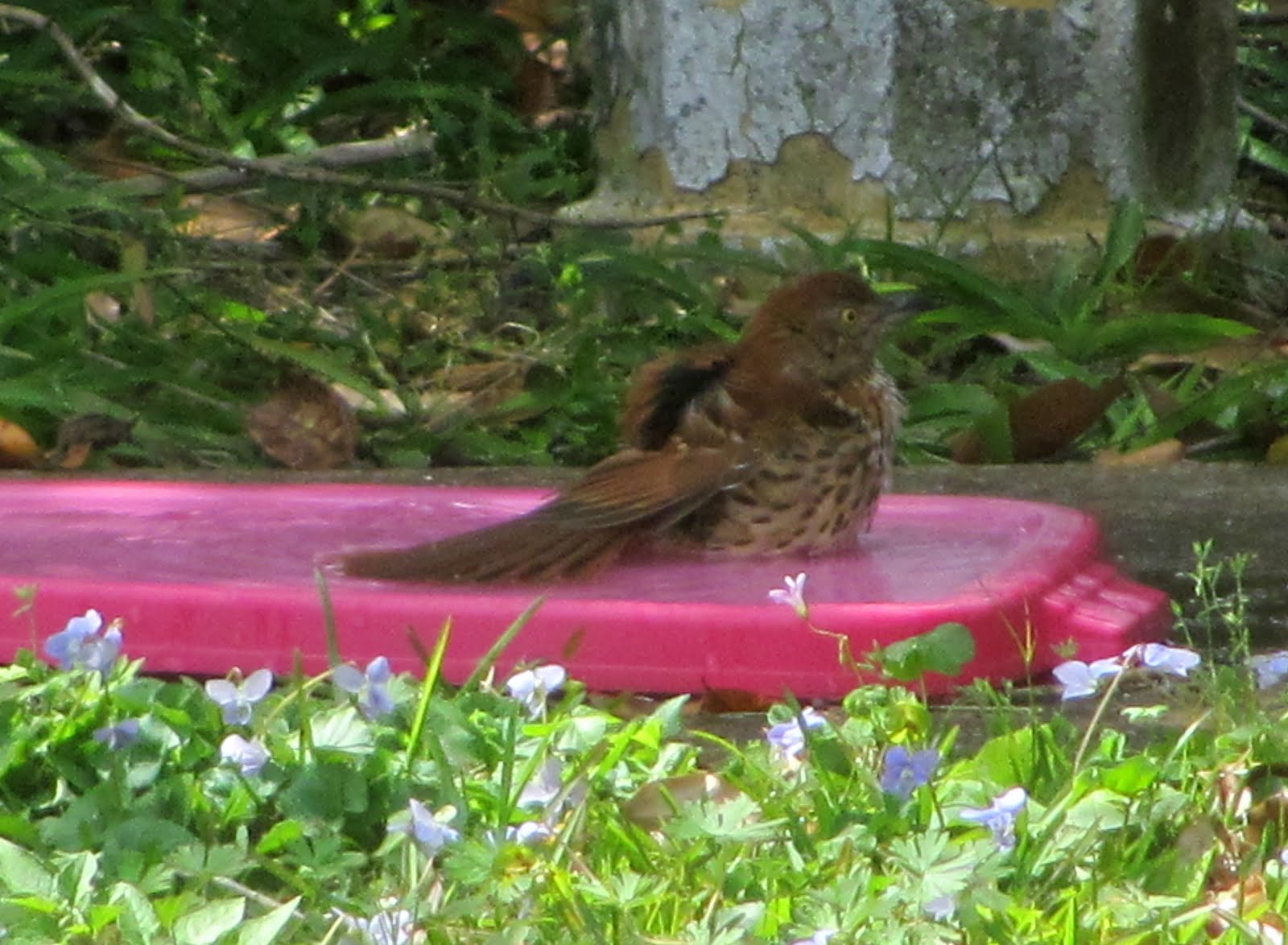 Foster's Backyard Bird Sanctuary: Today's Fun!
