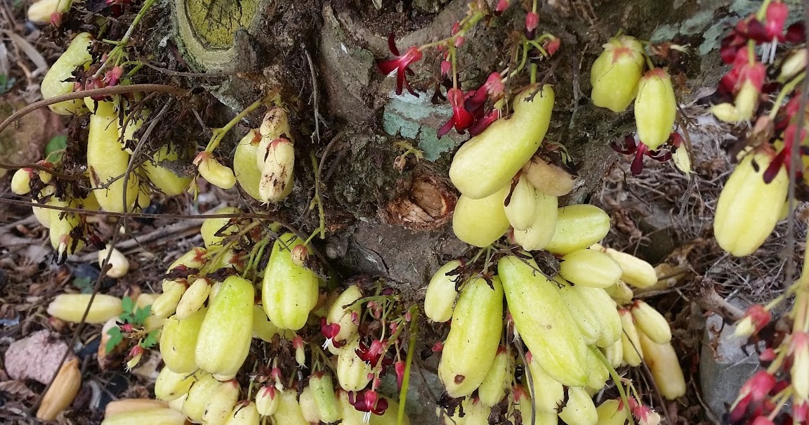 Warisan Petani: Belimbing Buluh : Hijau vs Kuning.