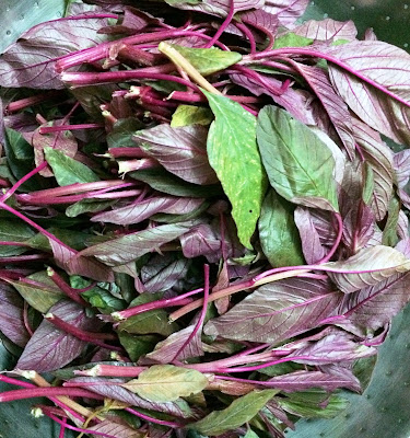 Lal mathachi bhaji ( Amaranthus ) - Sakas Aahaar