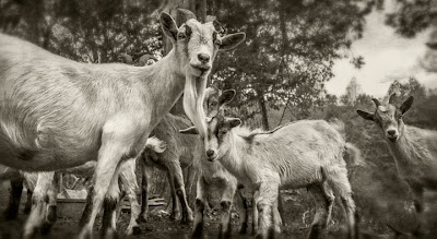 Dan Routh Photography: Pygmy Goats