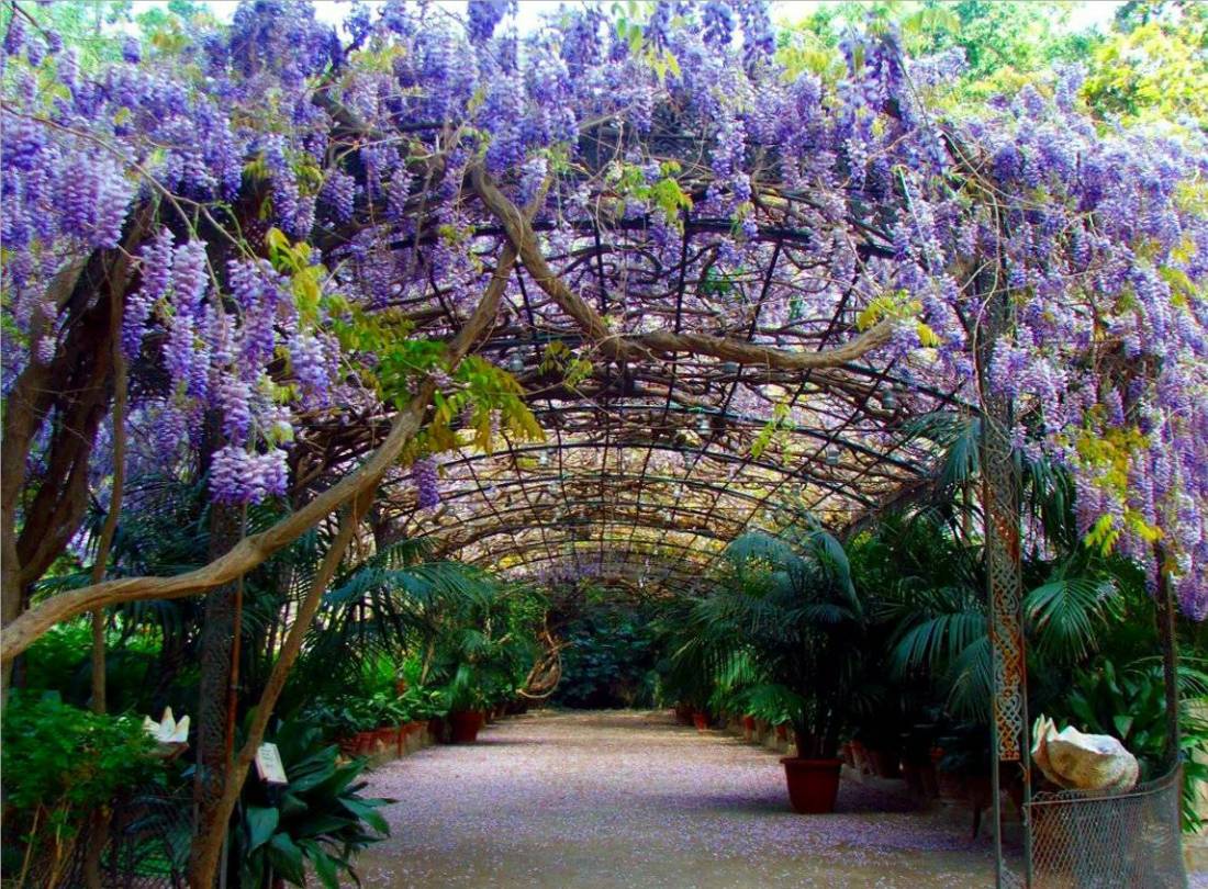 Glicinia Planta Trepadeira