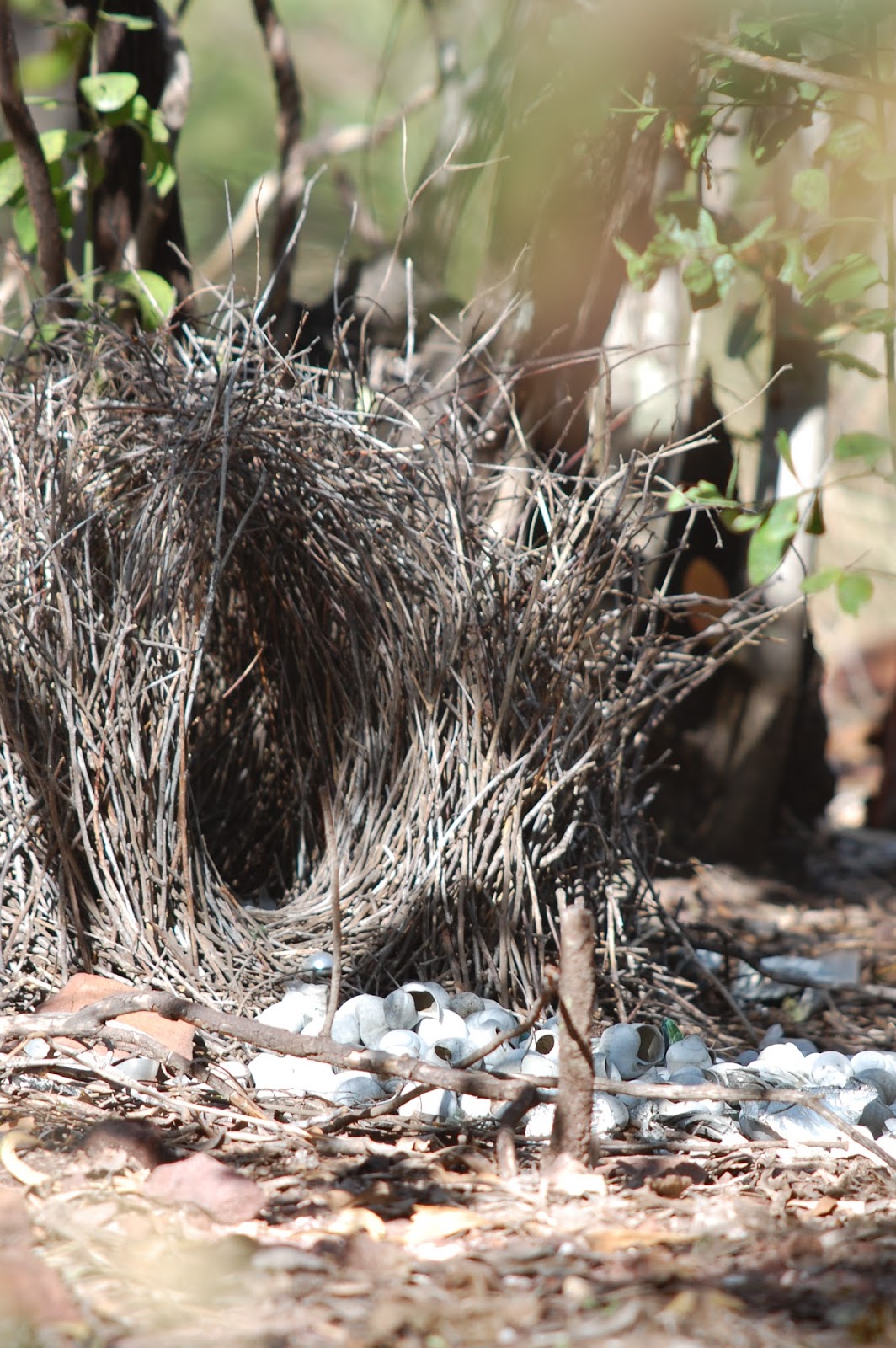 Cairns Bird Tours: Brilliant Bowerbirds
