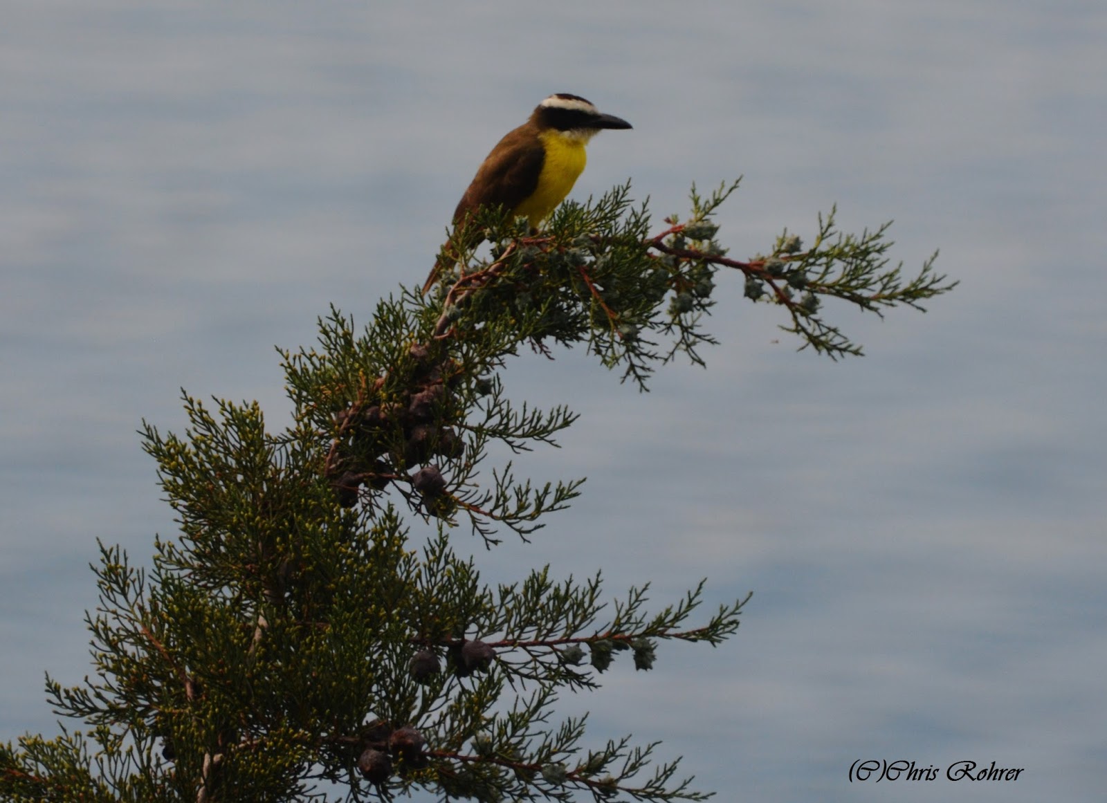 Birding Is Fun!: Birding Lake Atitlan