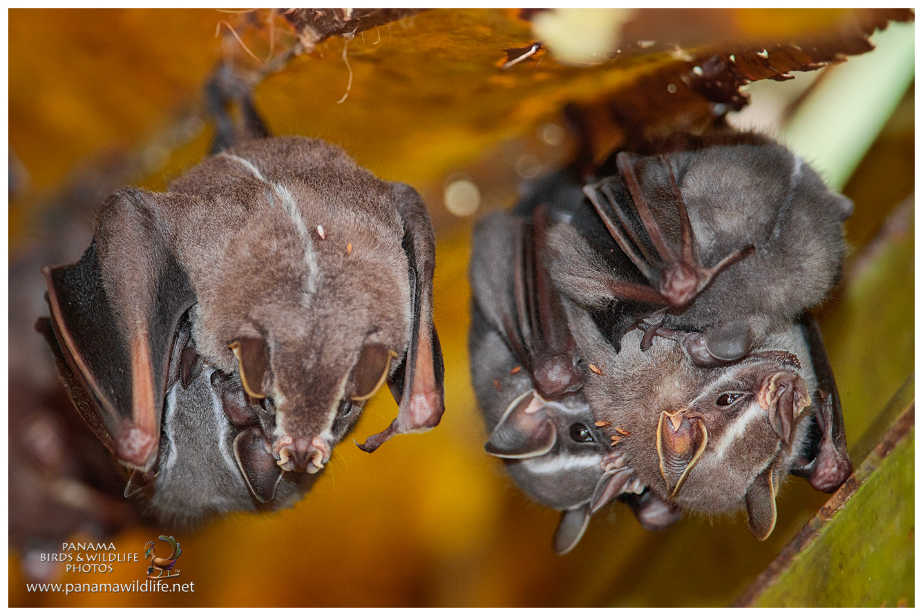 Featured Species: Tent-making Bat (Uroderma bilobatum)