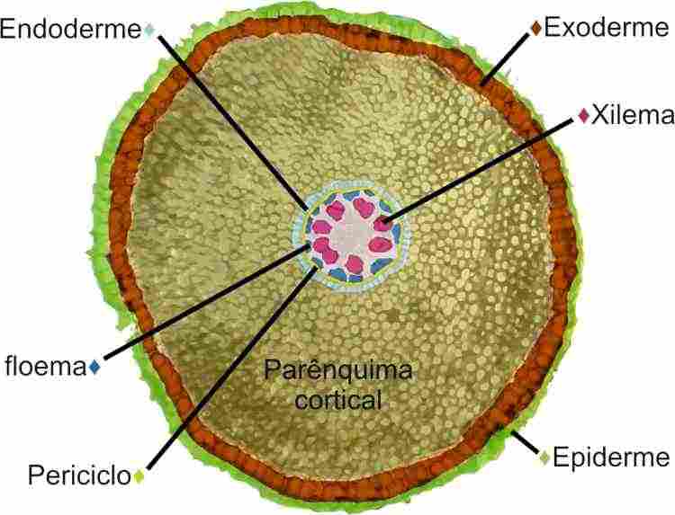 Tecidos - Histologia Vegetal: XILEMA