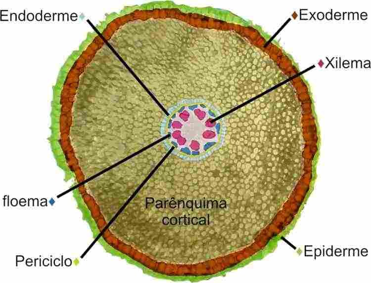 Tecidos - Histologia Vegetal: XILEMA