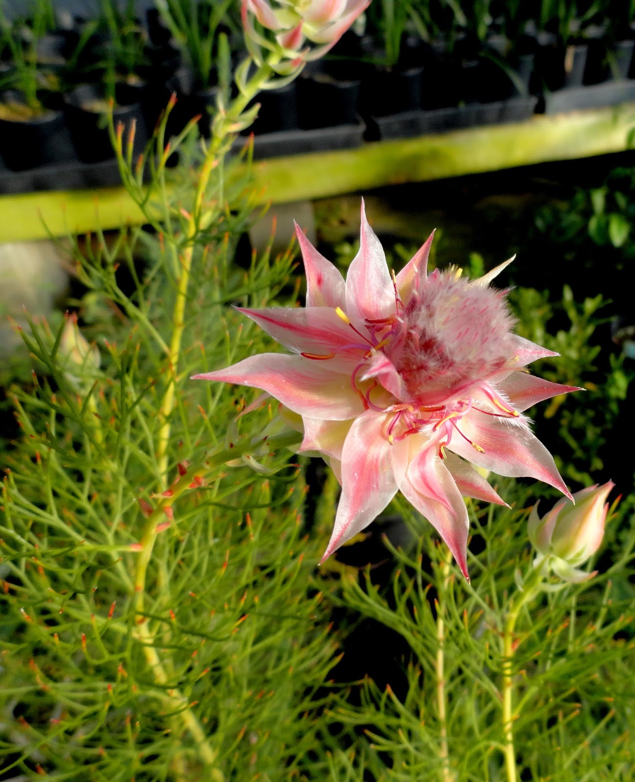 danger garden: Visiting Australia via Ventura, California...