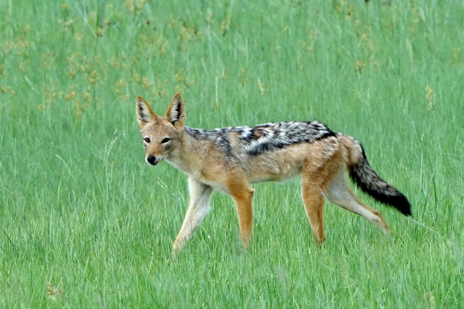 The Intrepid Tourist: ZIMBABWE, Animals of Hwange National Park, Guest ...