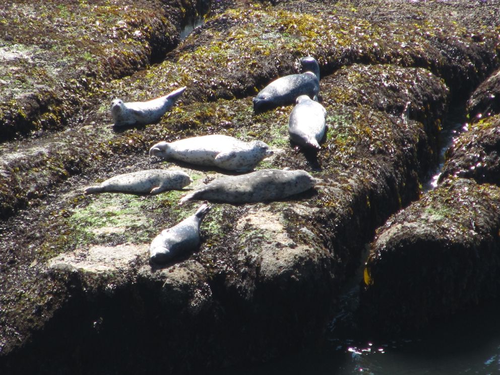 Charismatic Microfauna: Newport, Oregon: Rocky Intertidal
