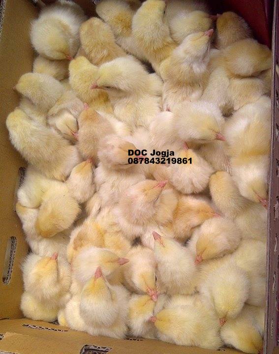 Distributor DOC Ayam Broiler | Your Blog Description
