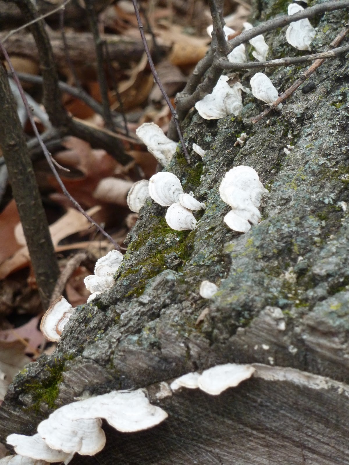 Penelopedia: Nature and Garden in Southern Minnesota: December 2011