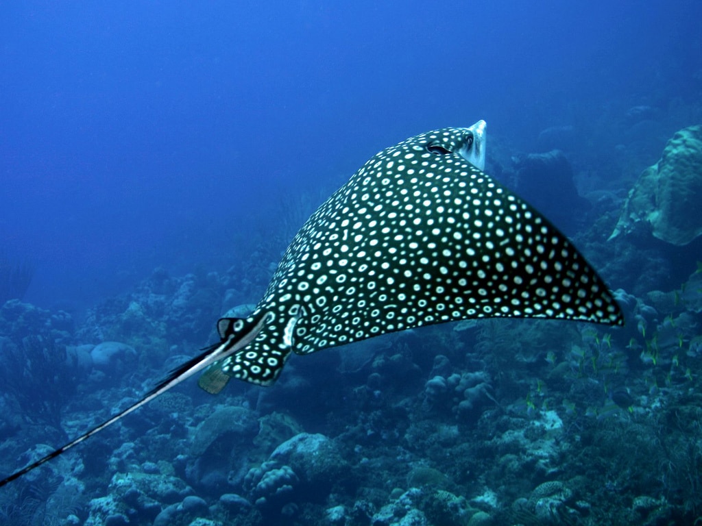 Es Asombroso: Mantarrayas: los gigantes de alas negras
