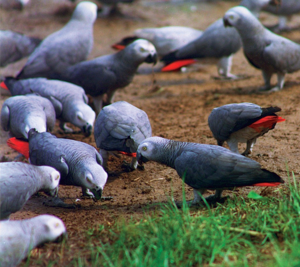 African Grey Parrot Latest Facts And Pictures | All Wildlife Photographs