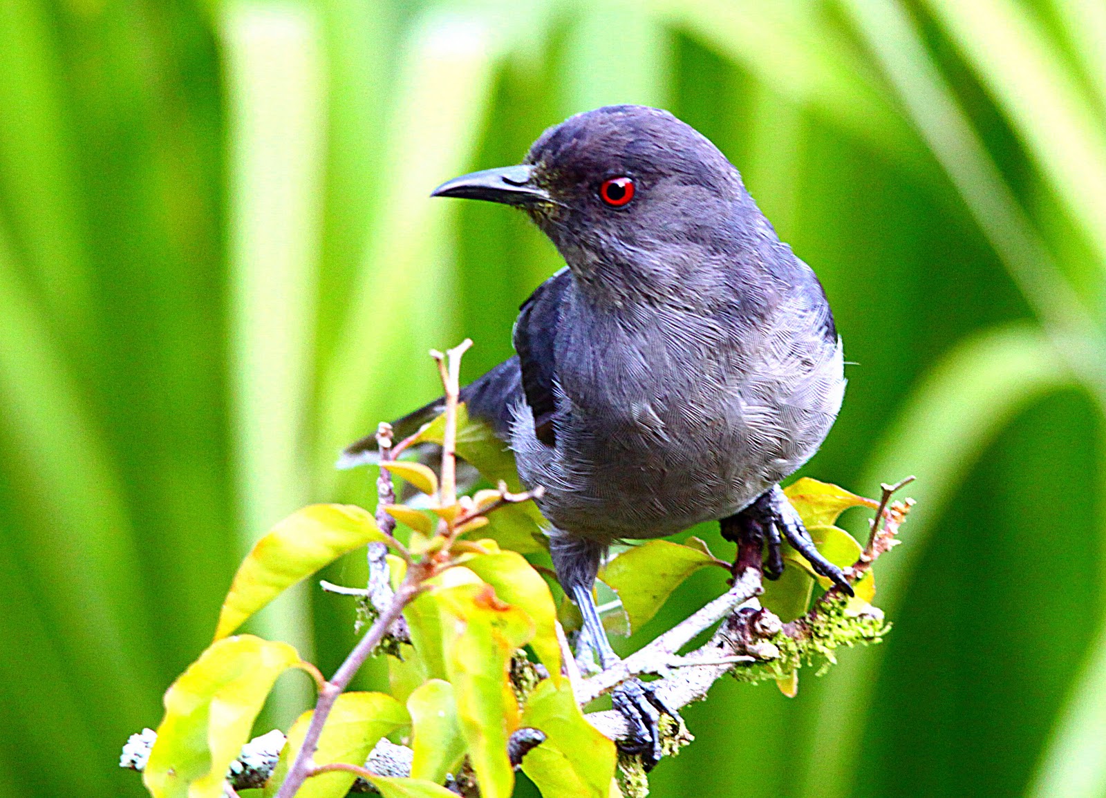 SOUTH EAST ASIA BIRDS - Malaysia birds paradise: Long-tailed Sibia