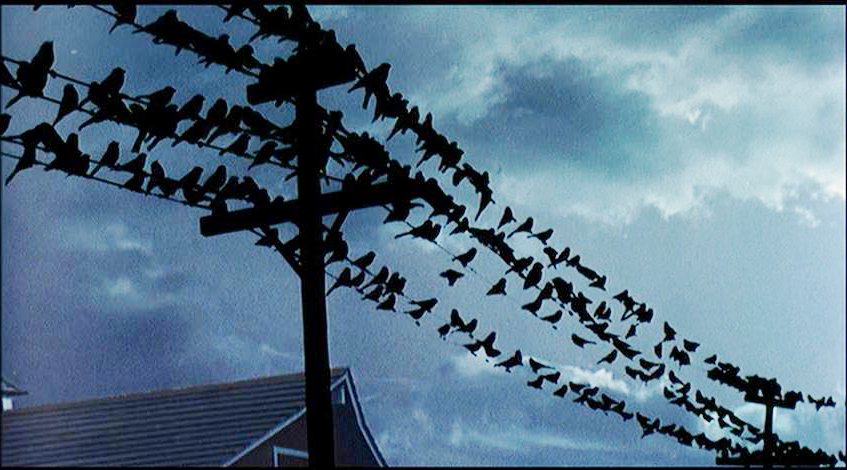 DREAMS ARE WHAT LE CINEMA IS FOR...: THE BIRDS 1963