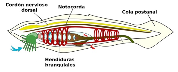 Club OIAB: Cordados