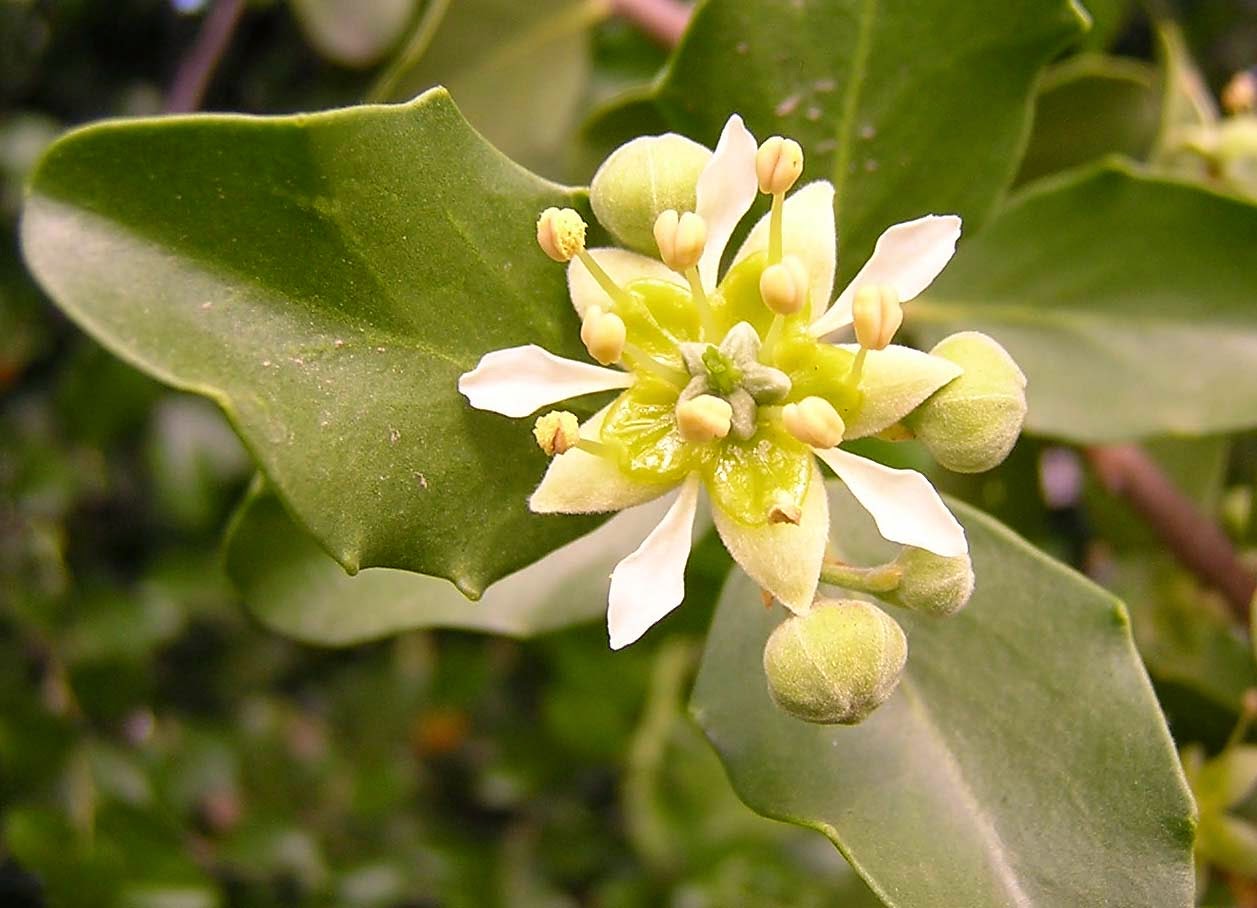 QUILLAY (QUILLAIA SAPONARIA) ~ BottegaVerde Córdoba