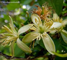 General English for all: Plant Morphology