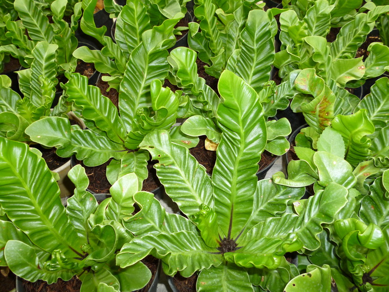 ALPHA NURSERI: Kadaka yang dijual di KELOMPOK TANI ALPHA