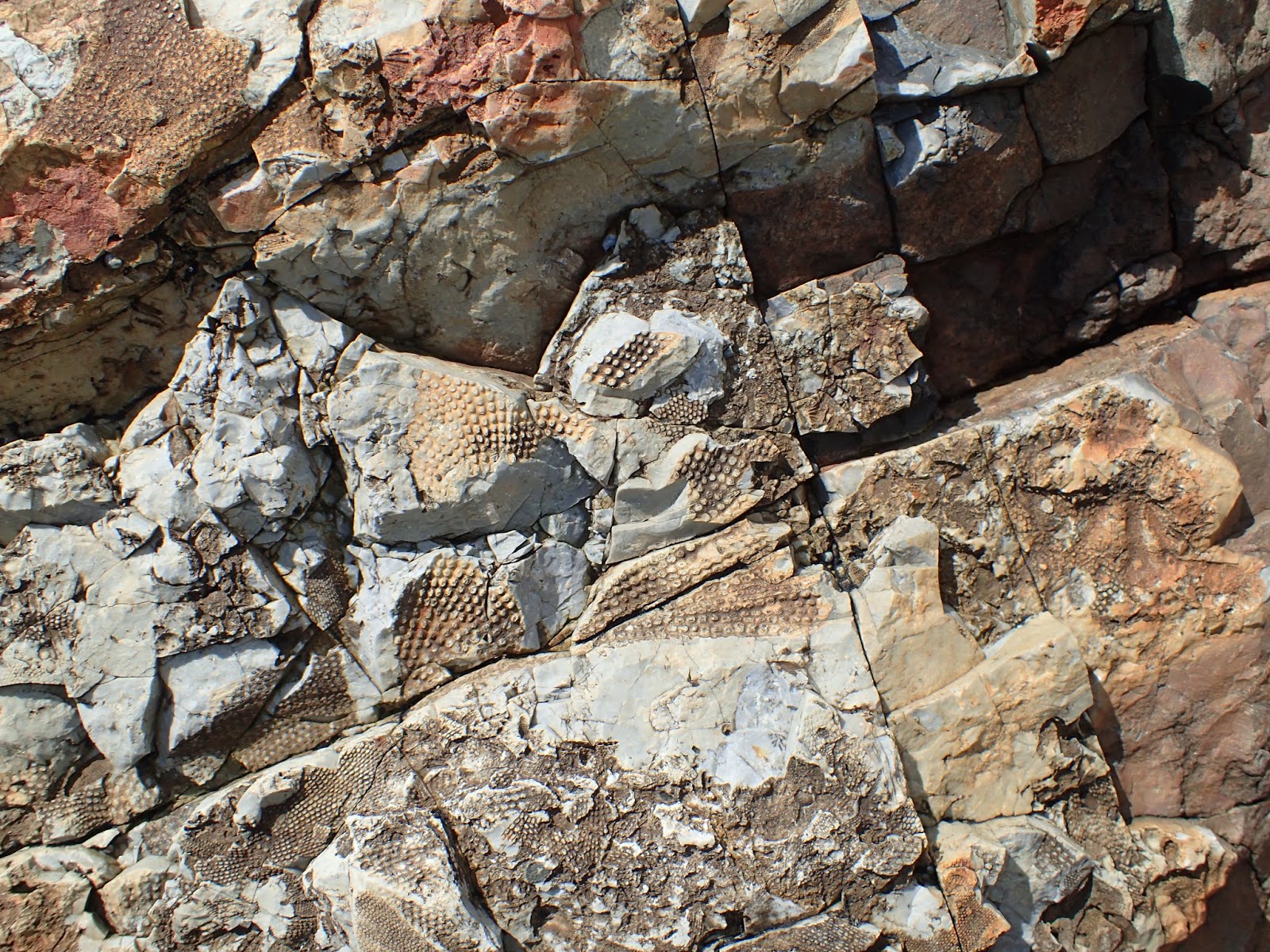 Fossil Cove | Hiking South East Tasmania