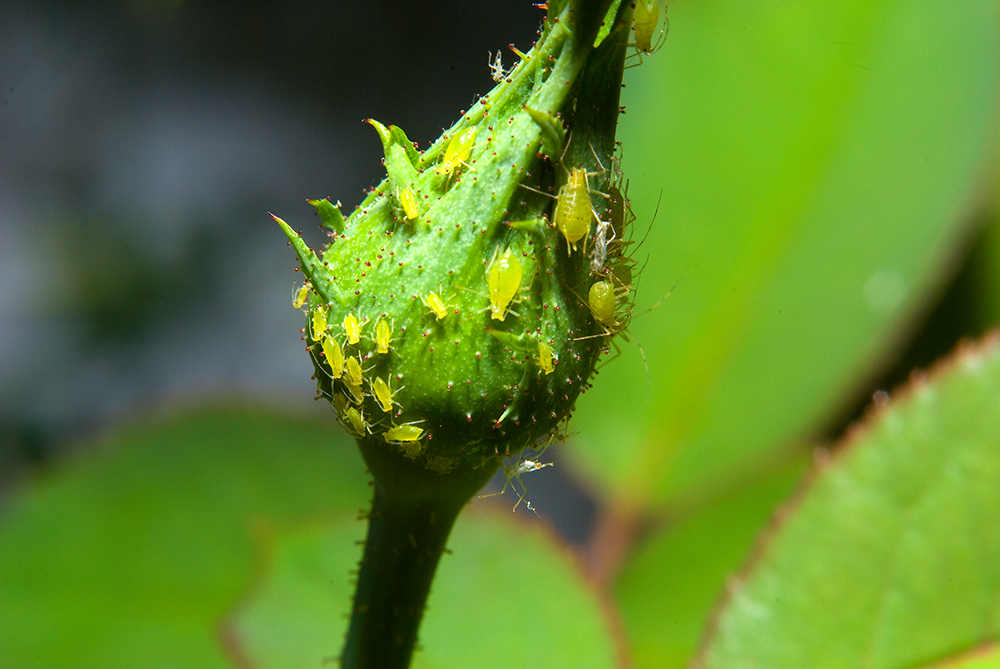 ecourbanita: Pulgones