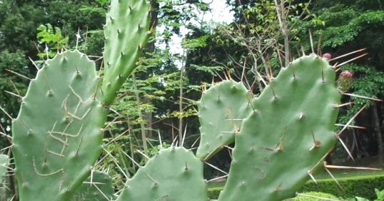 Herbal plants Sri Lanka: Euphorbia nreiifolia /Kola pathok