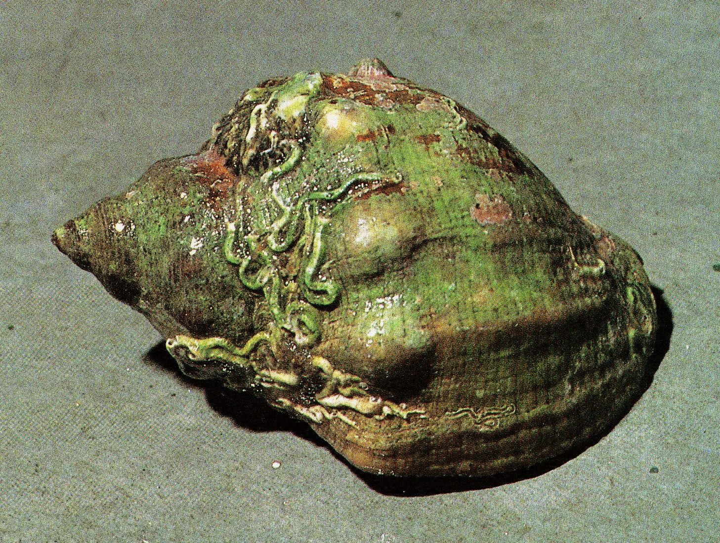 Revista Aruanã Lazer e Esporte no Meio Ambiente: É ÉPOCA DE MIRAGUAIA