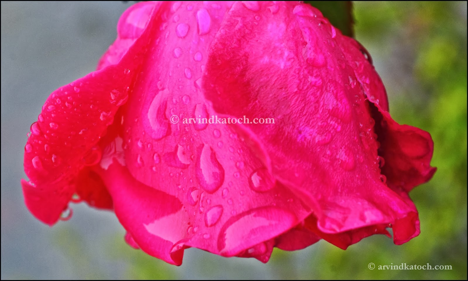 Beautiful Wet Pink Rose (Wet in Rain Rose Pic)