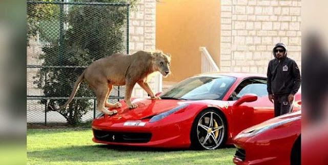 FOTOS: Entre autos y leones este "Empresario" presume sus lujos ...