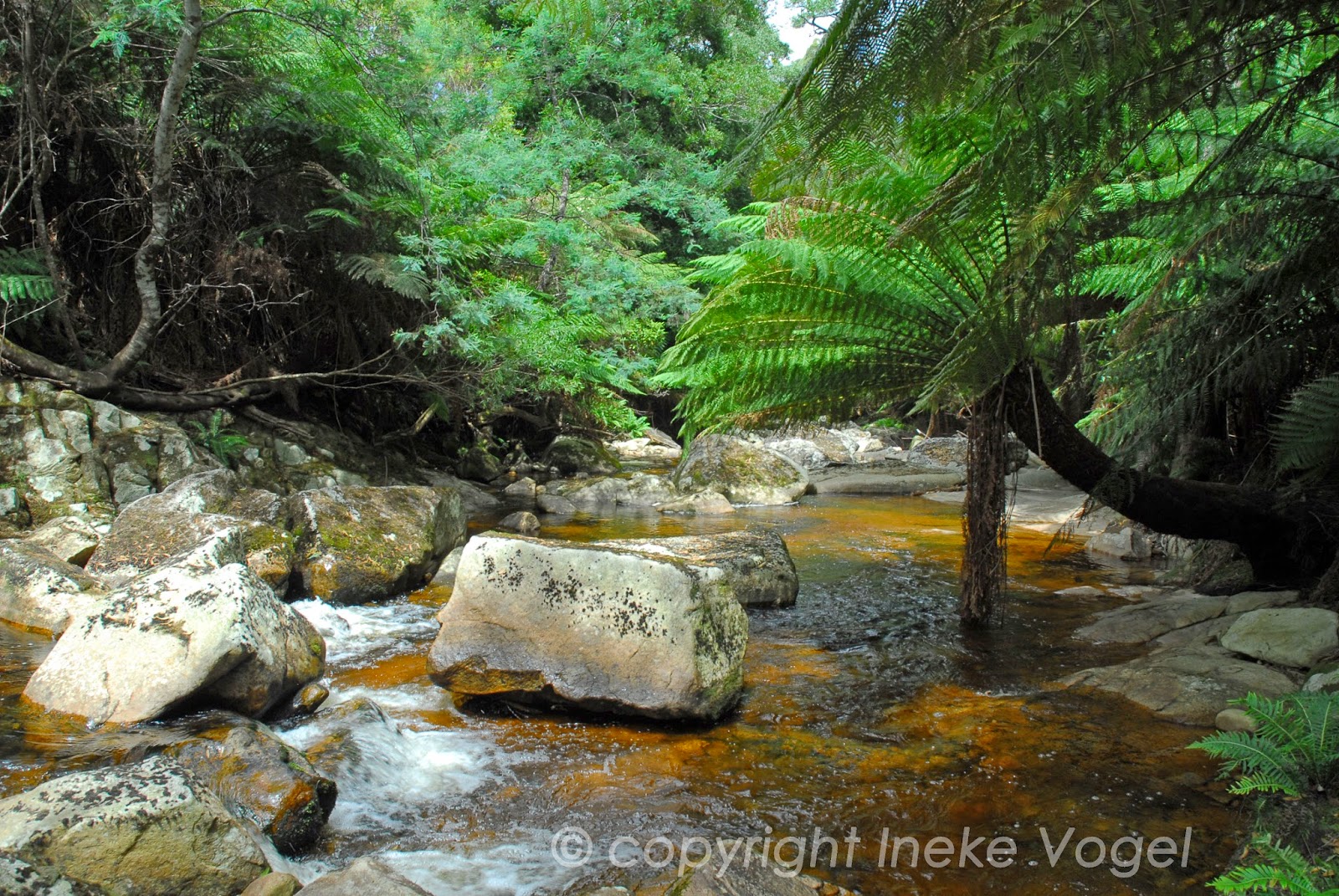 Australian waterfalls: Halls Falls - Tasmania