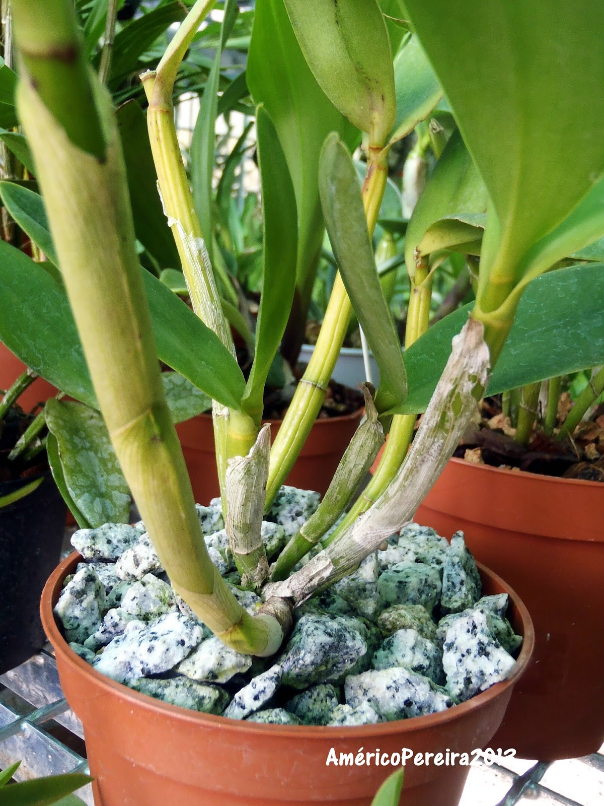 Orquídeas soltas: Lc. Tropical Pointer 'Cheetah' HCC/AOS