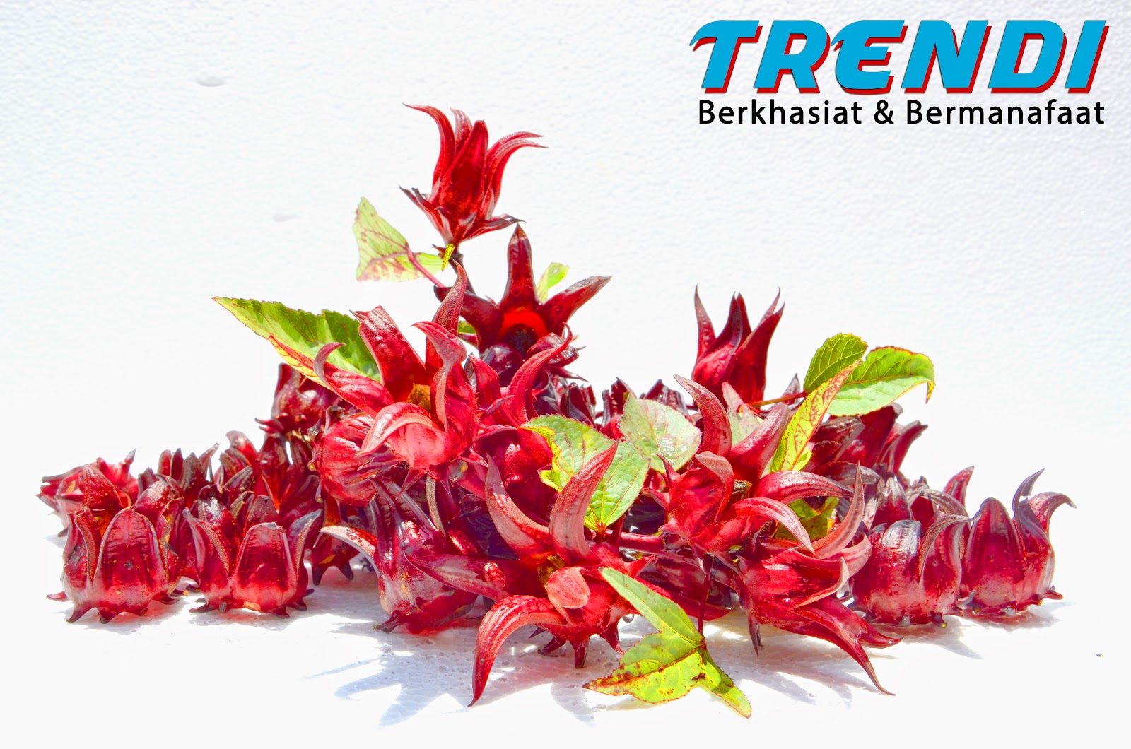 trendi: Roselle, Buah yang mempunyai khasiat yang tinggi-Trendi