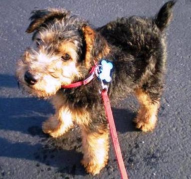 Training Welsh Terrier Puppies: Introducing a New Puppy or Dog to your ...