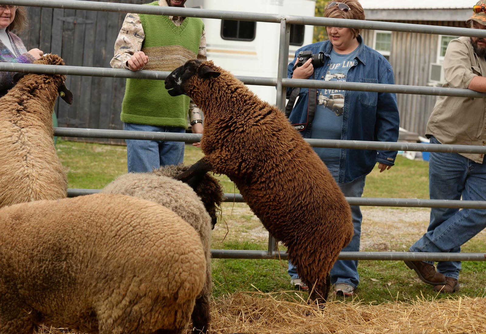 Punkin's Patch: 2014 Hug A Sheep Day - Part Three