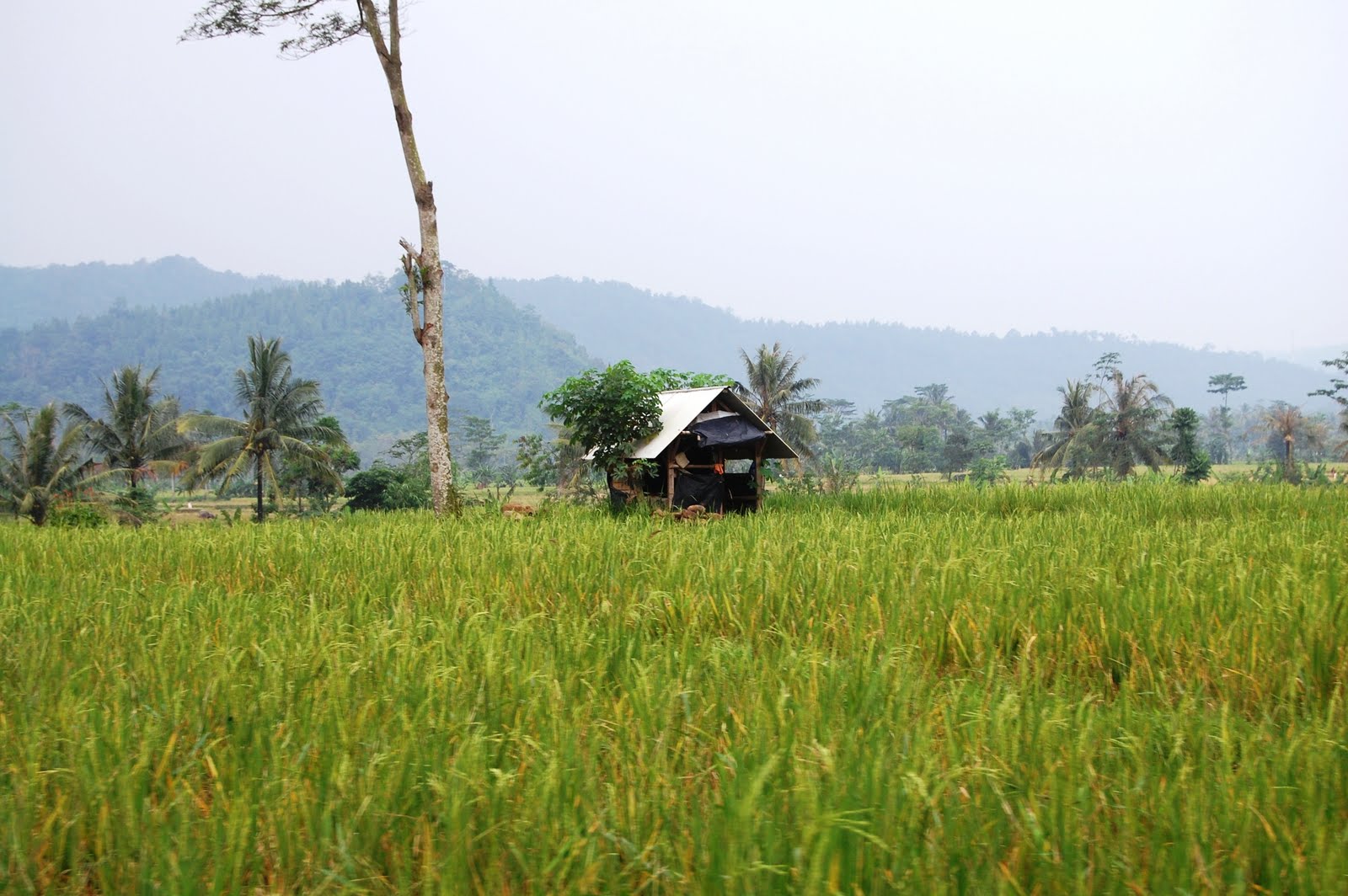 Maternal and Child Health in Indonesia: Serang, West Java
