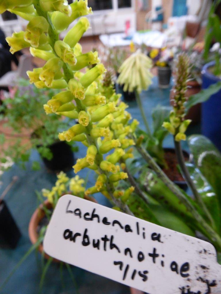 Alpine Garden Society Victorian Group: Wild flower talk Strathbogie Mts ...