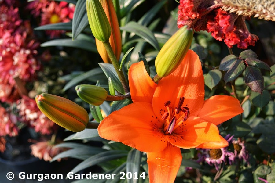 Gurgaon Gardener: Asiatic lily, Asiatic hybrid lily