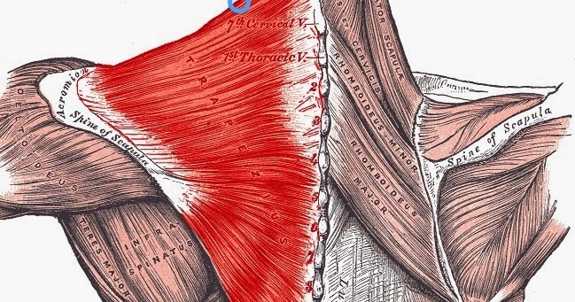 Naoko Otani, LMT: Relieve Headache with Trigger Point Massage: Temple ...