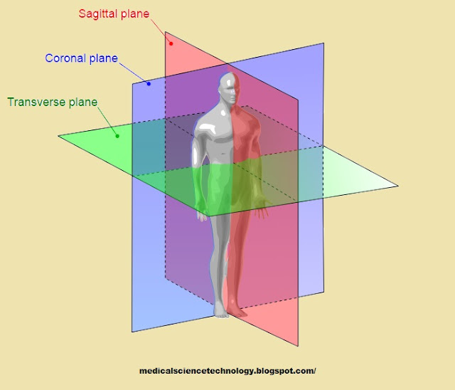 General Divisions Of Human Anatomy And Imaginary Planes Of The Body ...